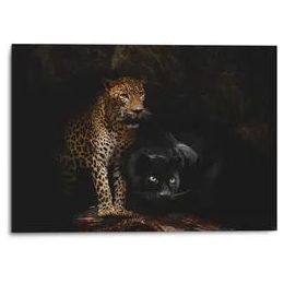 Wandbild Reinders "Aluminium Wandbild Raubtiere Panther - Cougar - Katzen - Höhle", schwarz (farbe bild(er): schwarz), B:70cm H:50cm, Aluminium, Bilder