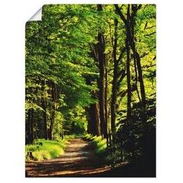 Wandbild Artland "Weg im Wald", gr&uuml;n (farbe bild(er): gr&uuml;n), B:60cm H:80cm, Bilder, als Leinwandbild, Poster in verschied. Gr&ouml;&szlig;en