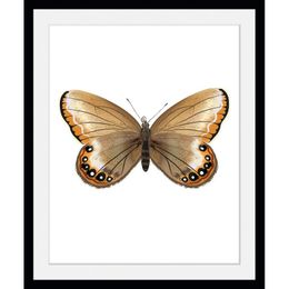 queence Bild »Lexy« Insekten Kunst Schmetterlinge 1 Stk. tlg. HD Premium Poster-Druck inkl. Holzrahmen Farbe Rahmen: schwarz + Farbe Bild(er):...