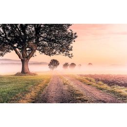 Komar Vliestapete »Digitaldruck Vlies - Misty Morning - Größe 400 x 250 cm« bedruckt glatt Wohnzimmer, Schlafzimmer braun B/L: 400 m m x 250 m m