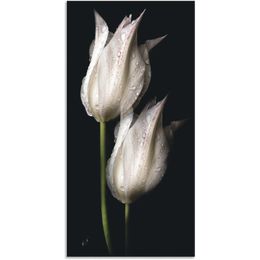 Artland Wandbild »Weiße Tulpen in der Nacht« Blumenbilder 1 Stk. tlg. als Alubild, Outdoorbild, Leinwandbild, Poster, Wandaufkleber Farbe Bild(er):...