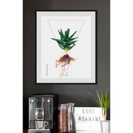 queence Bild »Aloe vera« Pflanzen Pflanzenbilder Schriftzug 1 Stk. tlg. HD Premium Poster-Druck inkl. Holzrahmen Farbe Rahmen: schwarz + Farbe...