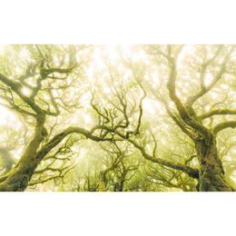 Komar Vliestapete »Digitaldruck Vlies - Green Fire - Größe 400 x 250 cm« bedruckt glatt Wohnzimmer, Schlafzimmer bunt B/L: 400 m m x 250 m m