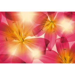 Komar Fototapete »Summer Sun - Größe 368 x 254 cm« bedruckt glatt Wohnzimmer, Schlafzimmer pink/orange B/L: 368 m m x 254 m m