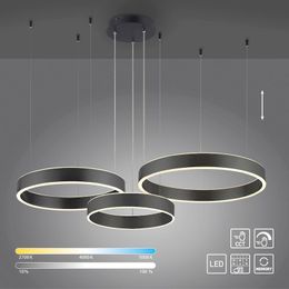 Paul Neuhaus Pendelleuchte »SCULLI« LED-Board 1 Stk. warmweiß - kaltweiß schwarz