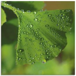 Artland Glasbild &raquo;Ginkgo&laquo; Bl&auml;tter 1 Stk. tlg. in verschiedenen Gr&ouml;&szlig;en Farbe Bild(er): gr&uuml;n
