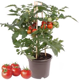 PICK-&-JOY&reg; PICK-&-JOY Cherrytomate mit Fr&uuml;chten, rot, 14 cm Topf