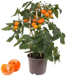PICK-&-JOY&reg; PICK-&-JOY Cherrytomate mit Fr&uuml;chten, orange, 14 cm Topf