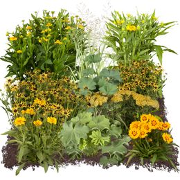 toom Staudenset 'gelbe Bl&uuml;ten' 12 Pflanzen f&uuml;r 2 m&sup2;