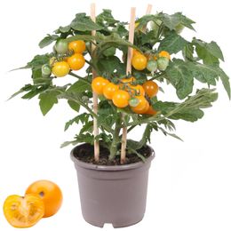 PICK-&-JOY&reg; PICK-&-JOY Cherrytomate mit Fr&uuml;chten, gelb, 14 cm Topf