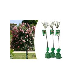 GARDENZO 3er-Set: XXL Großblütige Stielrosen in Weiß/ Rot/ Rosa | Gr.: onesize