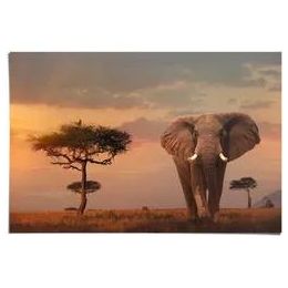 Poster Reinders "Afrikas Wildtiere Elefant", braun (farbe bild(er): braun), B:91,5cm H:61cm, Papier, Bilder, Poster