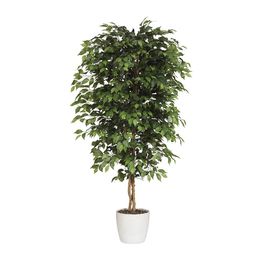 Ficus benjamina, Naturstamm, mit Keramiktopf, H&ouml;he 1200 mm kaiserkraft