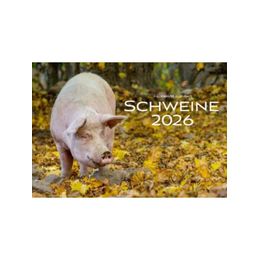 Heel Verlag Kalender - Schweine Kalender 2026 | Gr.: onesize
