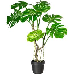 Splitphilodendron, H&ouml;he ca. 750 mm, im Kunststofftopf mit Erde kaiserkraft