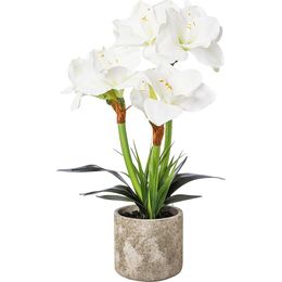 Amaryllis, im Zementtopf, weiß, Gesamthöhe 550 mm kaiserkraft