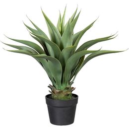 Agave, H&ouml;he ca. 570 mm, im Kunststofftopf kaiserkraft