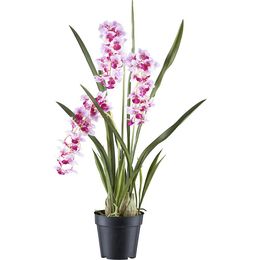 Orchidee Cymbidie orientalis, Kunststofftopf, Höhe 800 mm, Blattfarbe Rosa kaiserkraft