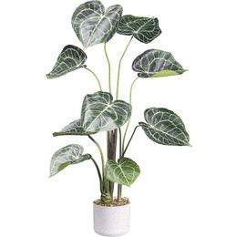 Anthurium clarinervium, Melamintopf, Höhe 1000 mm kaiserkraft