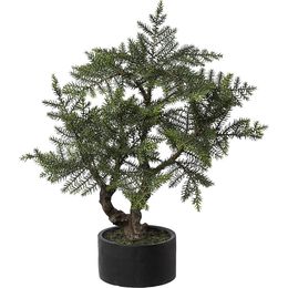 Bonsai-Zimmertanne, Keramiktopf, Höhe 73 cm kaiserkraft