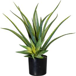 Aloe, im Kunststofftopf mit Erde, H&ouml;he ca. 480 mm kaiserkraft