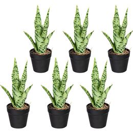 Mini-Sanseveria, VE 6 Stk, H&ouml;he ca. 270 mm, gr&uuml;ngrau, im Kunststofftopf kaiserkraft