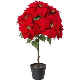 Poinsettien-Stamm, Kunststofftopf, Höhe 750 mm kaiserkraft