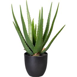 Aloe gr&uuml;n, im Kunststofftopf, H&ouml;he ca. 470 mm kaiserkraft