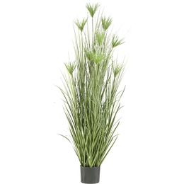 K&uuml;nstliche Pflanze Cyperus longus Gras, Kunststofftopf, H&ouml;he 2100 mm kaiserkraft