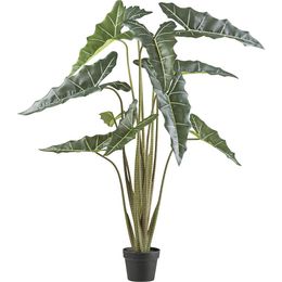 Alocasia zebrina sarian, Kunststofftopf, Höhe 1300 mm kaiserkraft
