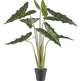 Alocasia zebrina sarian, Kunststofftopf, Höhe 1000 mm kaiserkraft