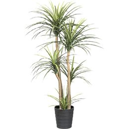 Dracaena, Kunststofftopf, H&ouml;he 1600 mm kaiserkraft