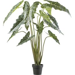 Alocasia zebrina sarian, Kunststofftopf, Höhe 1600 mm kaiserkraft
