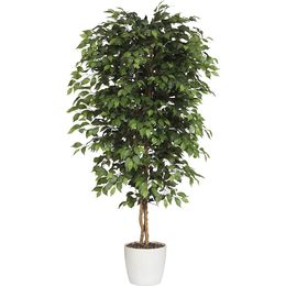 Ficus benjamina, Naturstamm, mit Keramiktopf, H&ouml;he 1800 mm kaiserkraft