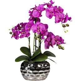Phalaenopsis in Ovalvase, Höhe 550 mm, Blüten violett kaiserkraft