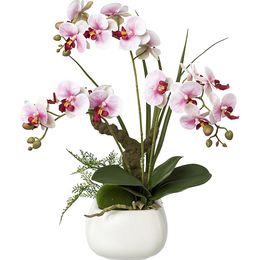 Phalaenopsis, real touch, Höhe 460 mm, Blüten lila kaiserkraft