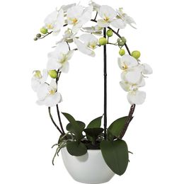 Phalaenopsis, H&ouml;he 520 mm, im Keramiktopf, Bl&uuml;ten wei&szlig;, 3D-Print kaiserkraft