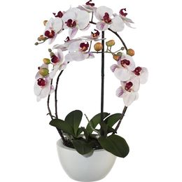 Phalaenopsis, Höhe 520 mm, im Keramiktopf, Blüten rosa, 3D-Print kaiserkraft