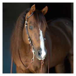 Passion 4Q Western-Einohrtrense mit Nieten braun Cob