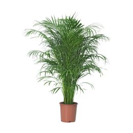 Areca 24 cm Topf