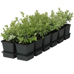 toom Spindelstrauch 'Harlequin' 9 cm Topf, 12er-Set