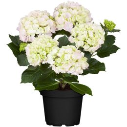 toom Hortensie rosa, 10,5 cm Topf