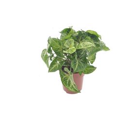 MeinVIPShop Syngonium Arrow Zimmerpflanze 25 cm | Gr.: onesize