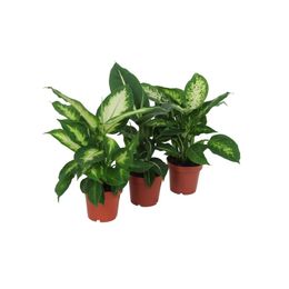 MeinVIPShop Diffenbachia 40 cm 3er Set Zimmerpflanze | Gr.: onesize