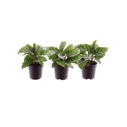 MeinVIPShop Calathea 3er Set Zimmerpflanze | Gr.: onesize