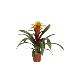 MeinVIPShop Bromelie Guzmania gelb / orange 45cm | Gr.: onesize