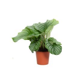 MeinVIPShop Calathea 45cm Zimmerpflanze | Gr.: onesize