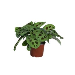 MeinVIPShop Maranta leuconeura 'Kerchoveana' 30cm Zimmerpflanze | Gr.: onesize