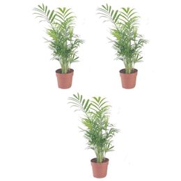 MeinVIPShop Bergpalme 3er Set 40cm Zimmerpflanze | Gr.: onesize