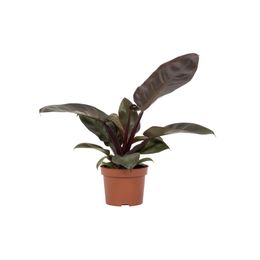 MeinVIPShop Philodendron Black Cardinal 30cm Zimmerpflanze | Gr.: onesize